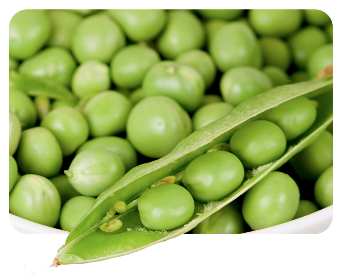 Moringa & Argan Oil Shampoo for Hair Fall Control – Dot & Key